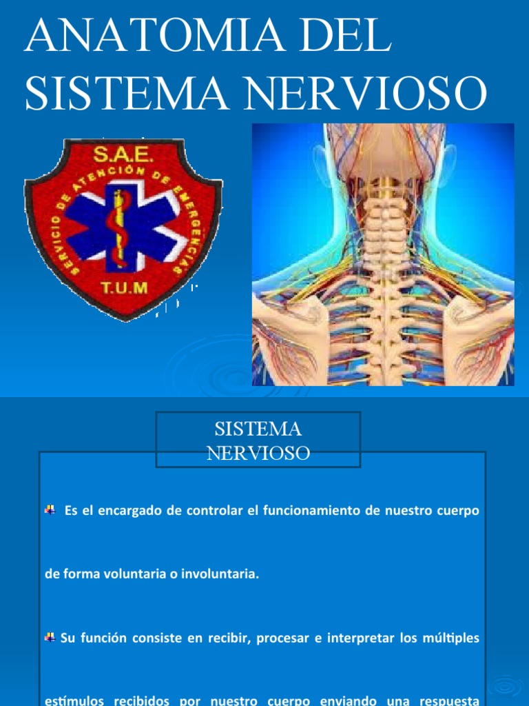 Anatomía Del SNC | PDF | Sistema nervioso | Cerebro