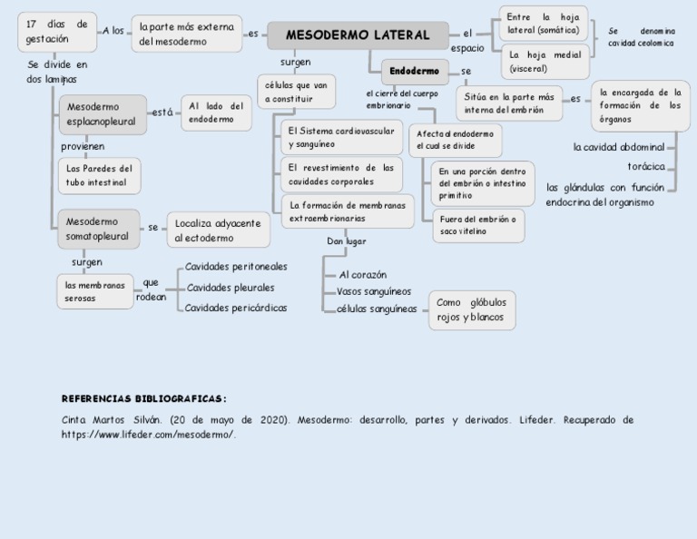 Mesodermo Lateral y Endodermo | PDF | Abdomen | Anatomía