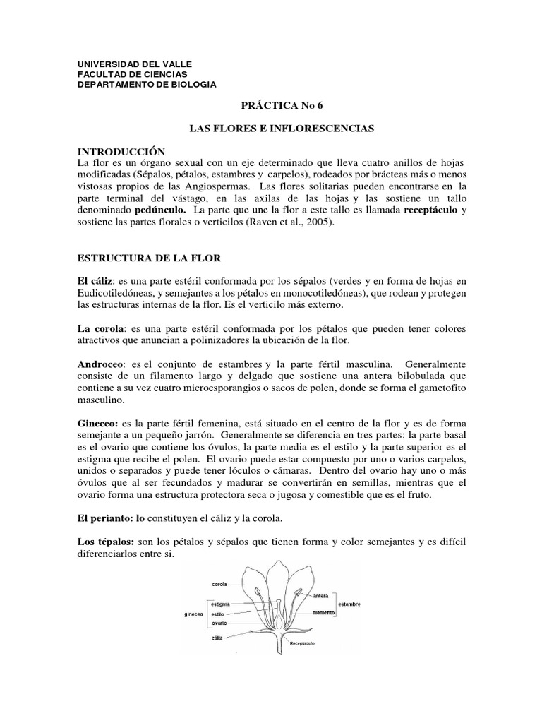 Prac6 Las Flores e Inflorescencias | PDF | Flores | Técnicas hortícolas