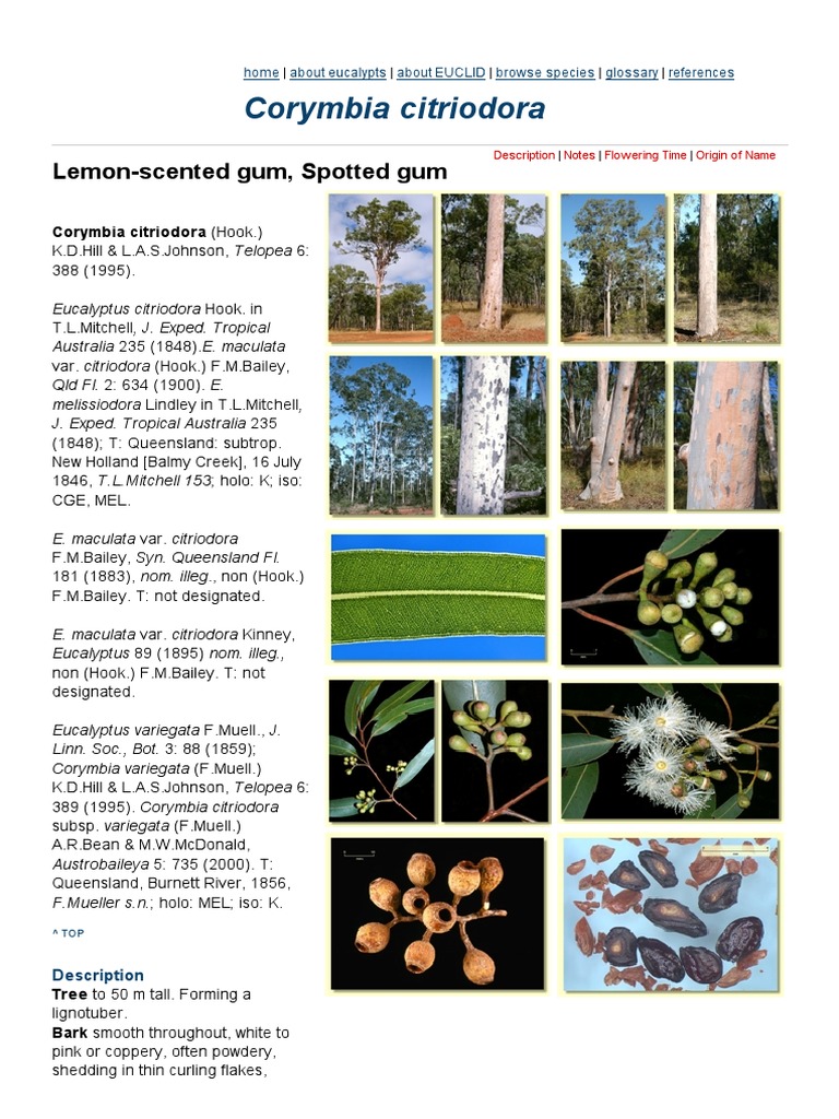 Corymbia citriodora Overview | PDF | Horticulture And Gardening | Leaf