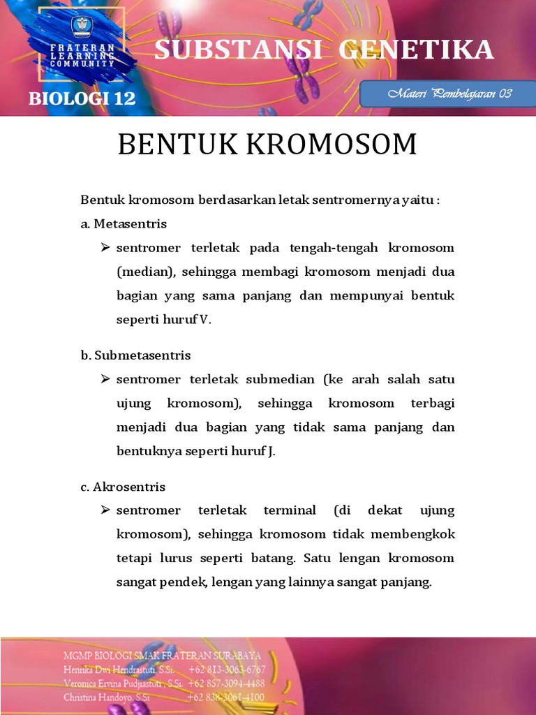 Bentuk Kromosom Berdasarkan Sentromer | PDF