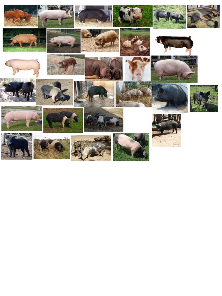 Breed of Swine | PDF