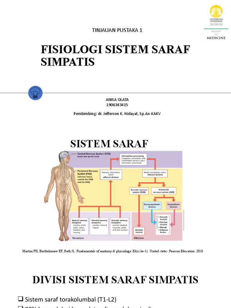 Fisiologi Sistem Saraf Simpatis | PDF