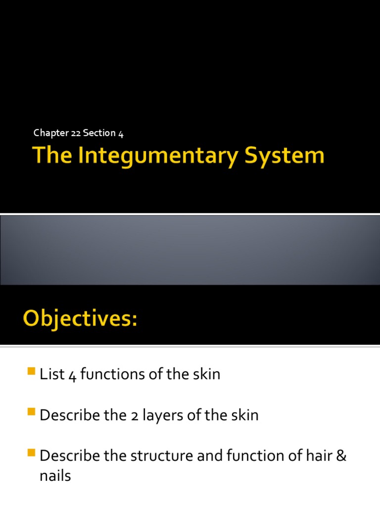 The Integumentary System CH 22.4 7th | PDF | Skin | Hair