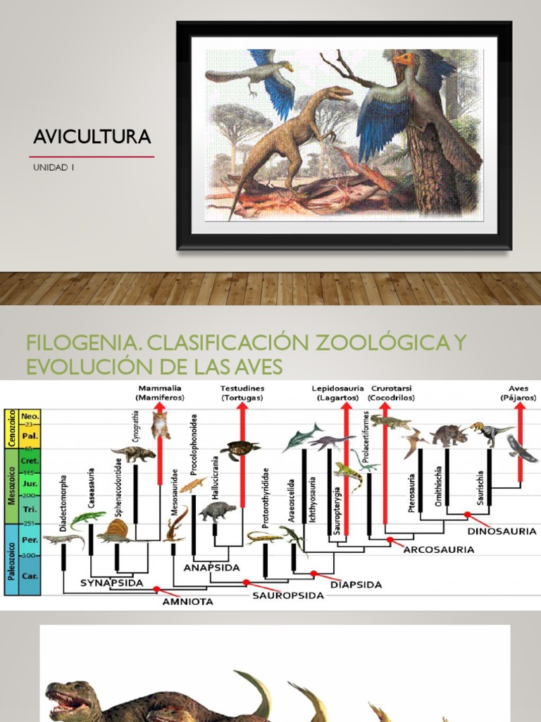 Evolución de Las Aves | PDF | Aves | Reptil
