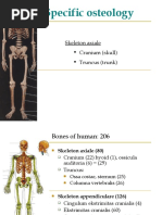 Skeletal System 206 Bones Comprehensive List | PDF | Skull ...