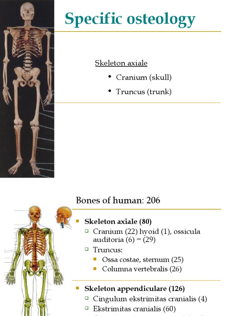 Specific Osteology: Skeleton Axiale - Cranium (Skull) - Truncus (Trunk ...