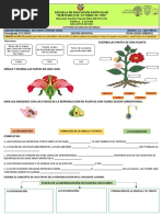 Usos y dosis de IbuWin Forte 800 mg | PDF