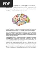 Lobulo de La Insula | PDF | Corteza Insular | Lóbulo temporal
