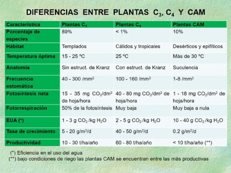 Diferencias Entre Plantas C3, C4 y CAM | PDF
