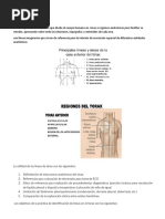 Anatomía de la Región Esternal | PDF | Tórax | Sistema esquelético