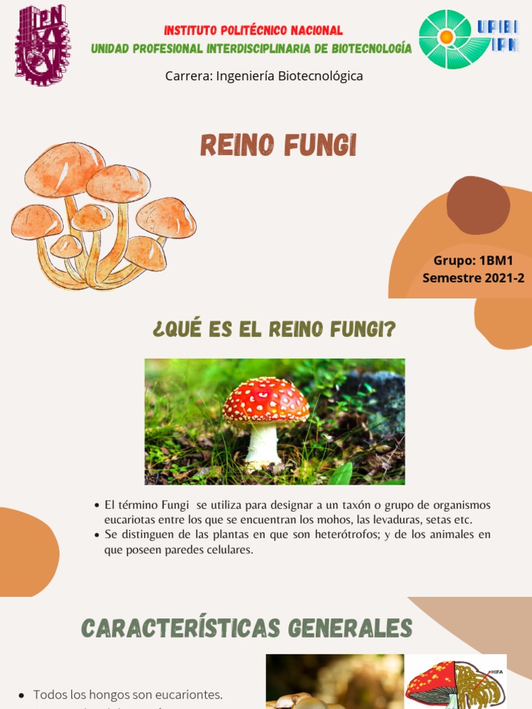 Reino Fungi | Descargar gratis PDF | Hongo | Espora