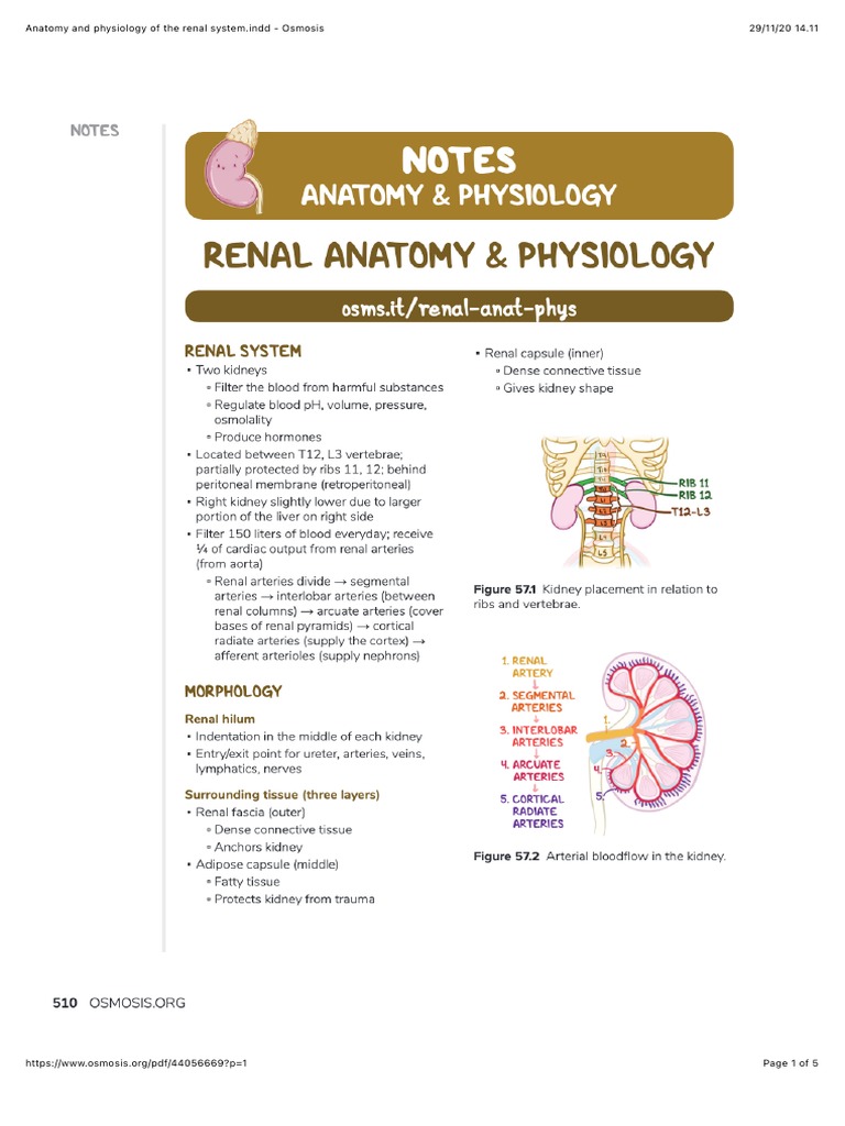 Anatomy and Physiology of The Renal System | PDF