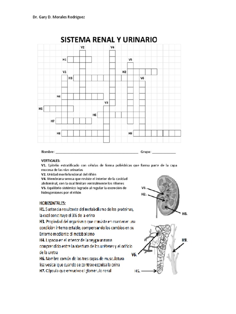 Crucigrama Sistema Urinario | PDF