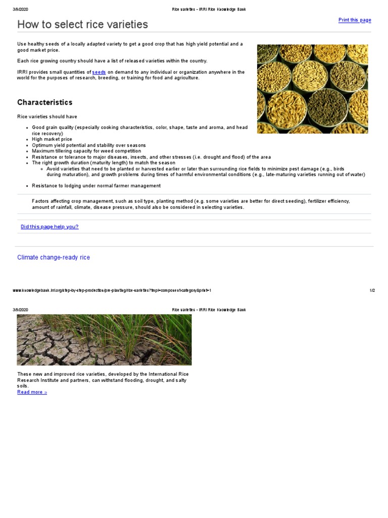 Rice Varieties - IRRI Rice Knowledge Bank | Download Free PDF | Rice ...