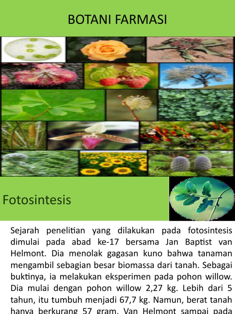 Botani Farmasi PPT 3-1-1 | PDF