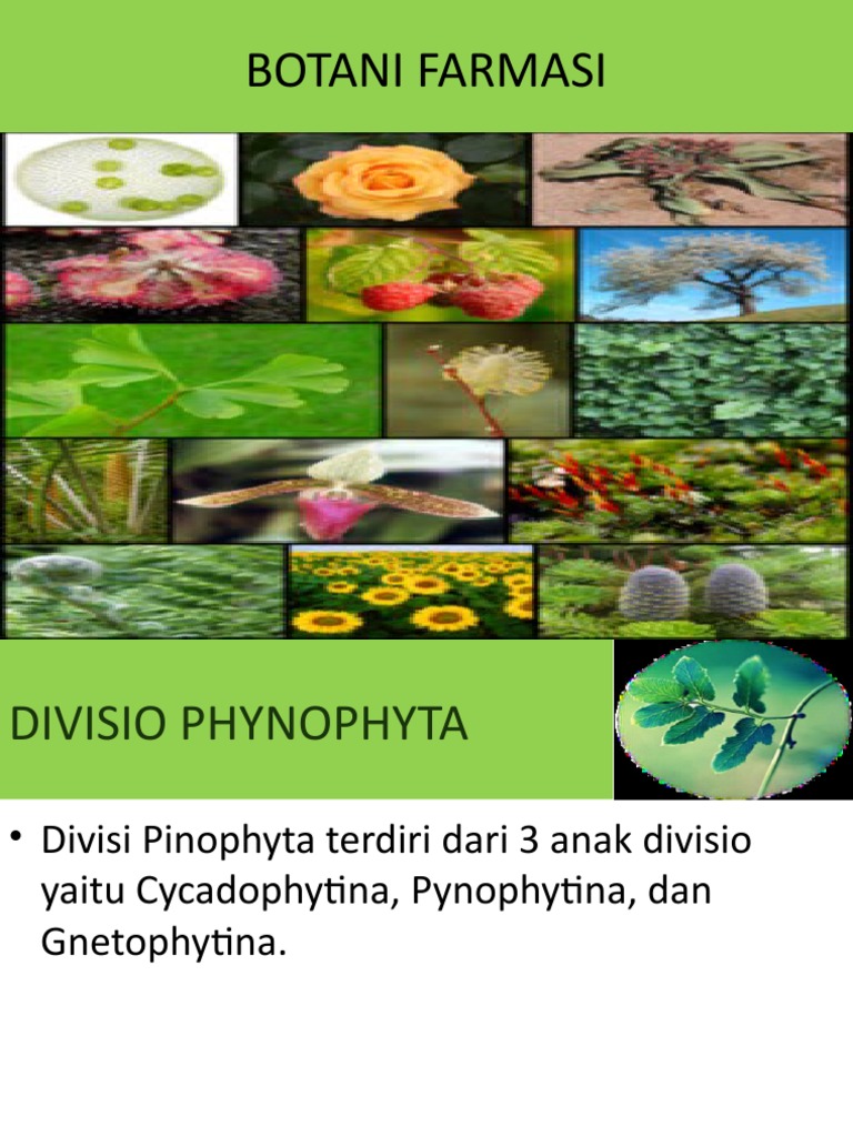 Botani Farmasi PPT 4-1 | PDF