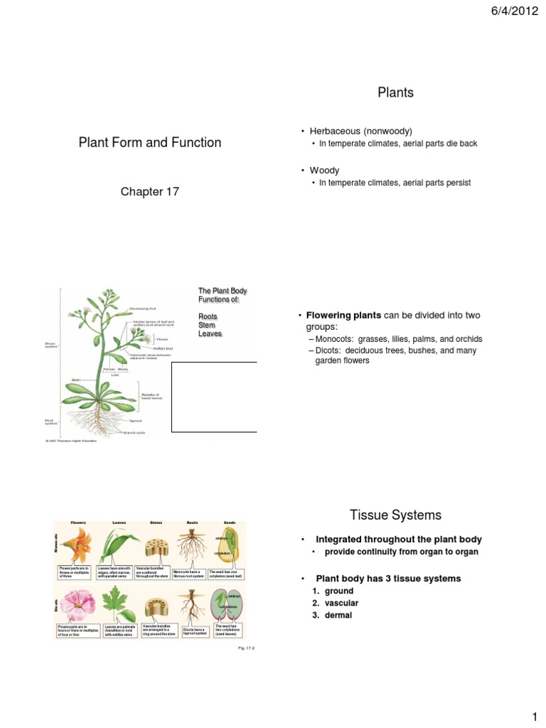 BIOL 100 Plant Form and Function | PDF | Plant Stem | Tissue (Biology)