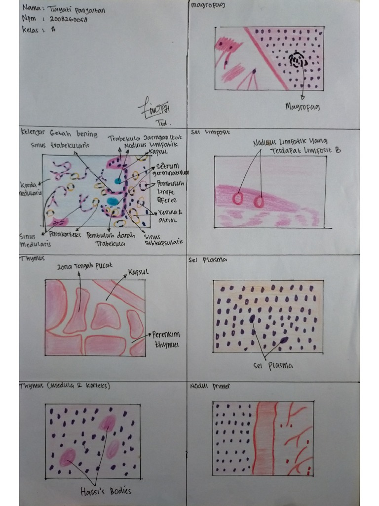 Sistem Limfoid | PDF