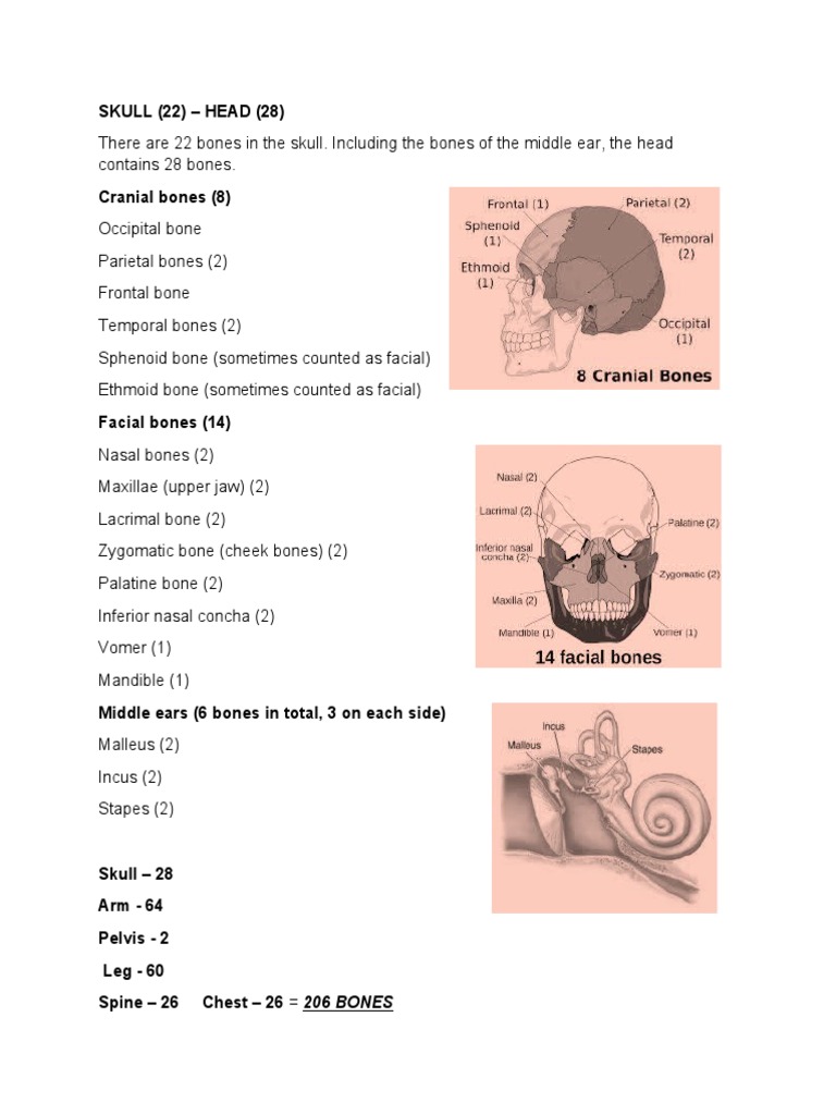 Skull (22) - Head | PDF | Skull | Vertebra