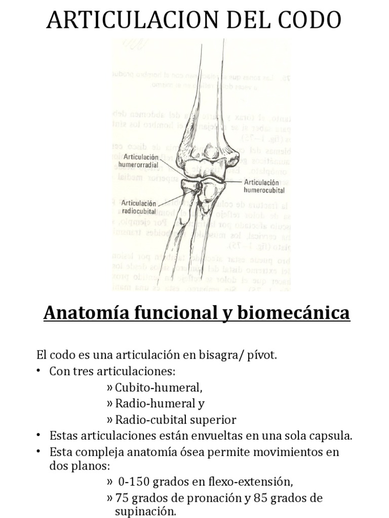 Anatomía Codo | PDF | Codo | Sistema musculoesquelético
