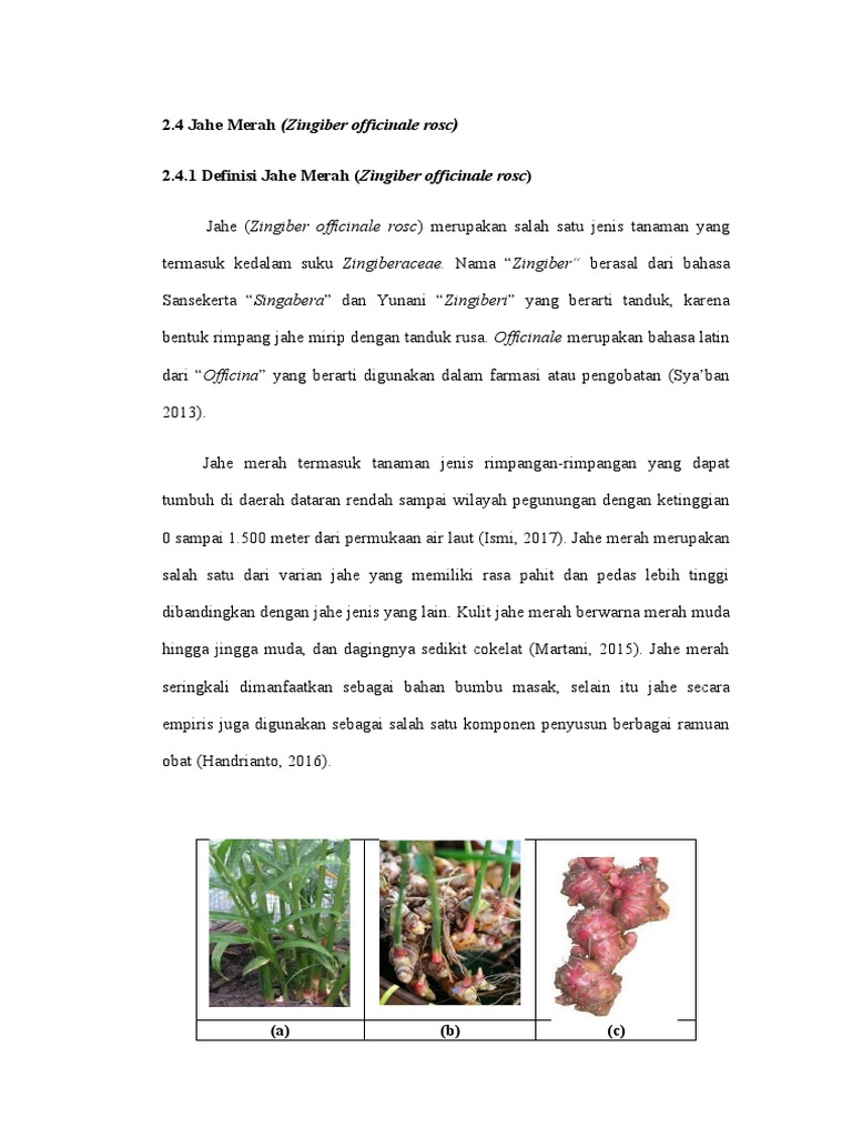 Revisi Jahe | PDF | Griya & Taman | Kesehatan Holistik