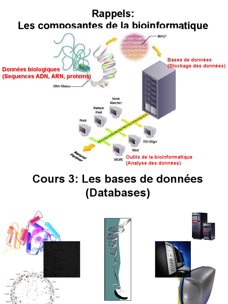 Cours Bases de Donnes 04 Bio Info | PDF | Bio-informatique | Bases de données