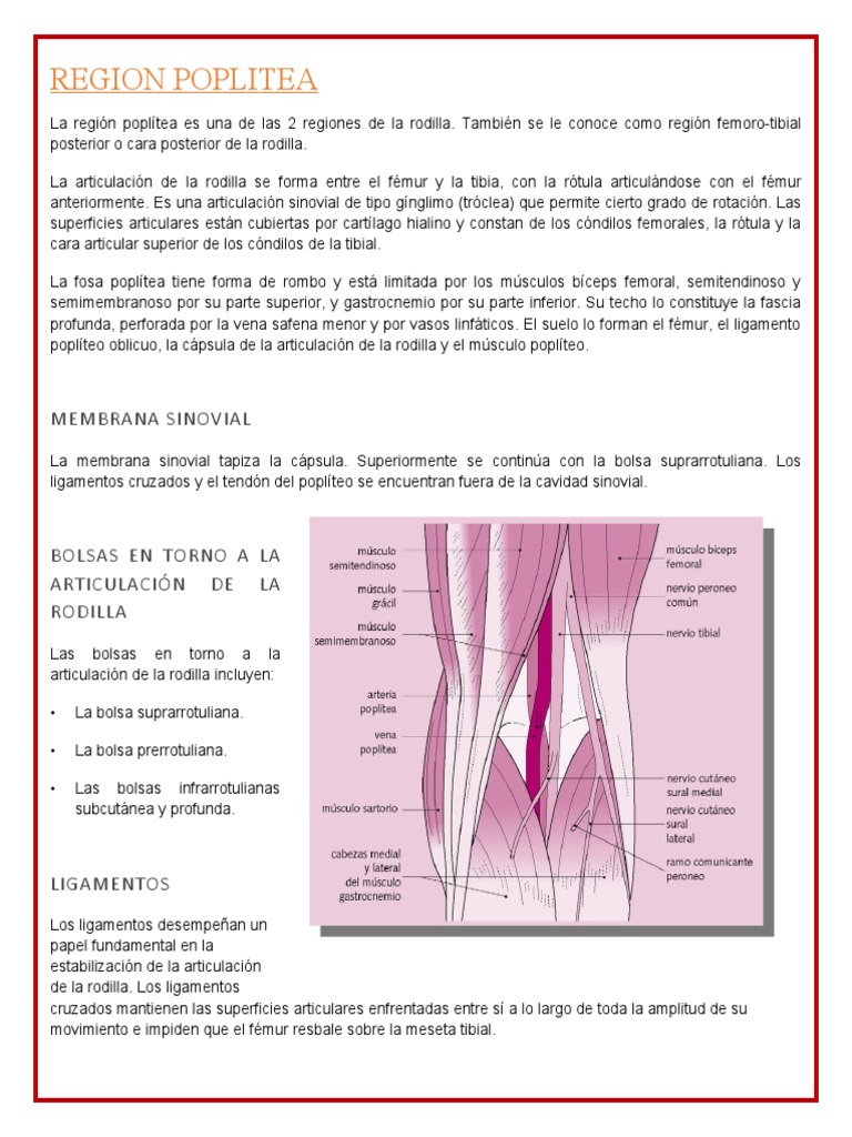Region Poplitea - Intro y Limites | PDF | Rodilla | Articulación