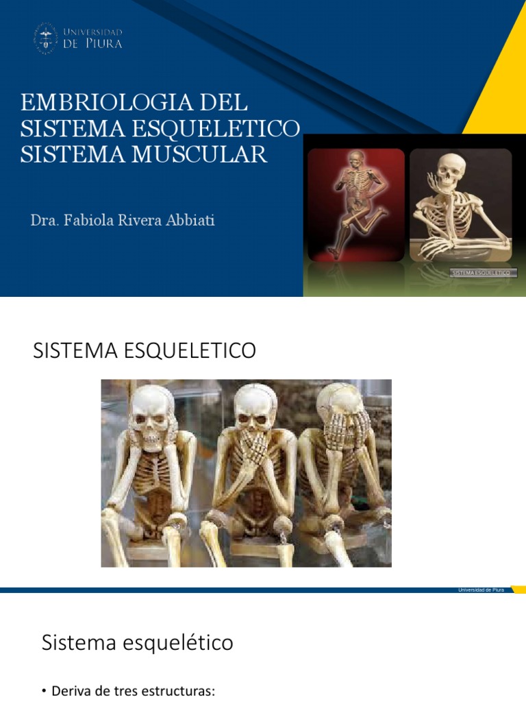 Sistema Esqueletico y Muscular 2021 Presentación Final | PDF | Cráneo ...