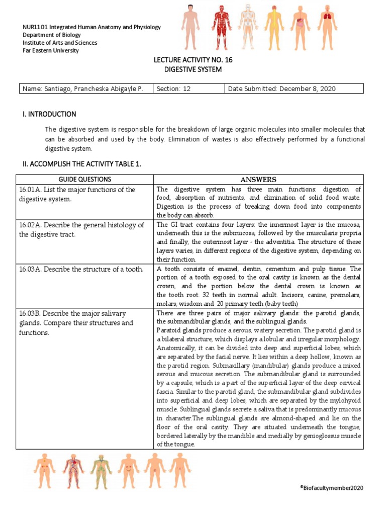 Lec - Activity16 and 17 - Digestive - System | PDF | Cellular ...