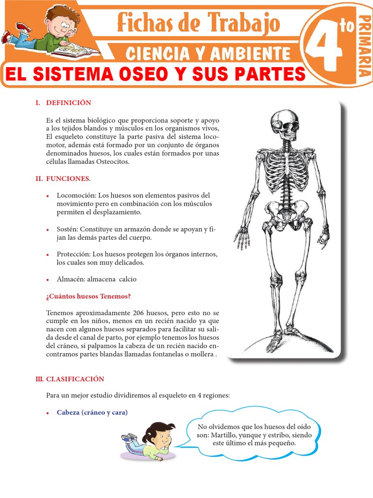 El Sistema Oseo Y Sus Partes Para Cuarto Grado De Primaria Pdf