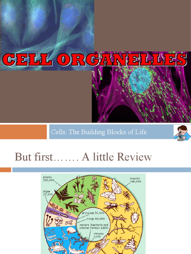 Understanding Cells: Life's Building Blocks | PDF | Cell (Biology ...
