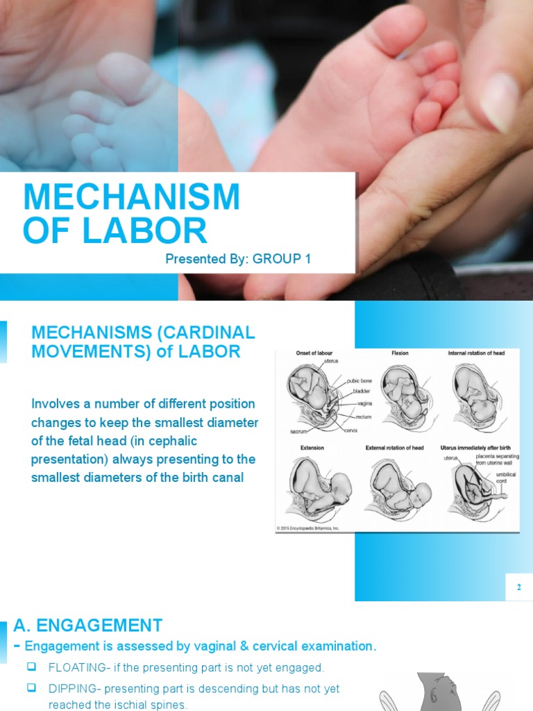 Cardinal Movements of Labor Explained | PDF | Pelvis | Childbirth