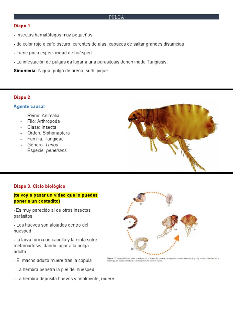 Ciclo de vida de la pulga Tunga penetrans | PDF | Insectos | Zoología