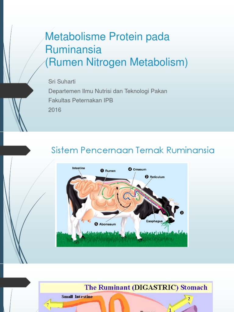 04 - Metabolisme Protein Pada Ruminansia | PDF | Ruminant | Biosynthesis