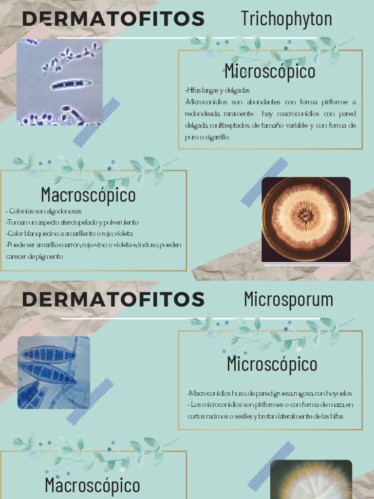 Estructura y Tipos de Dermatofitos | PDF