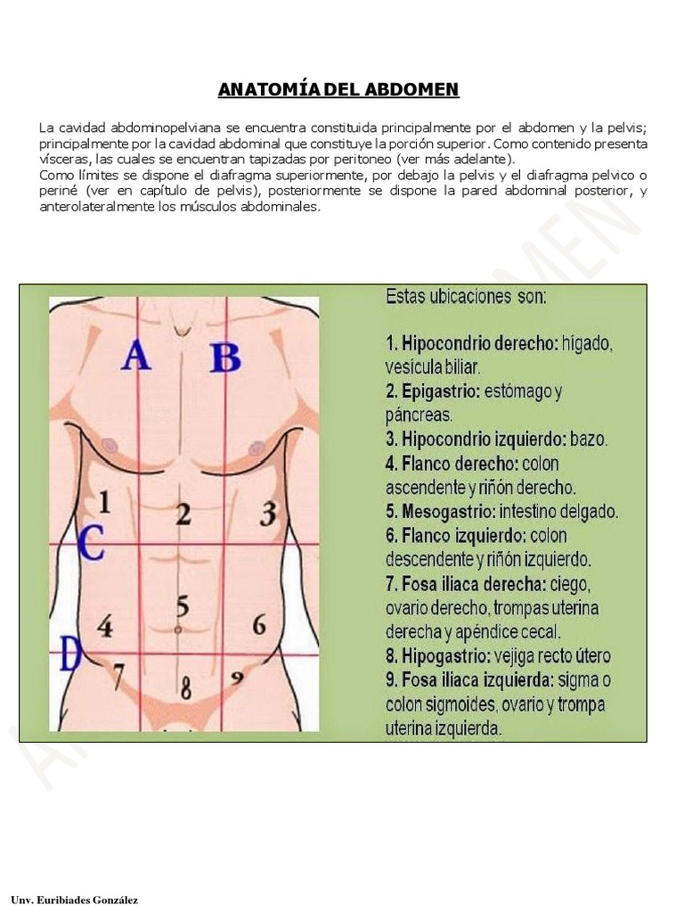 Anatomía y miología de la cavidad abdominal | PDF | Abdomen | Estómago