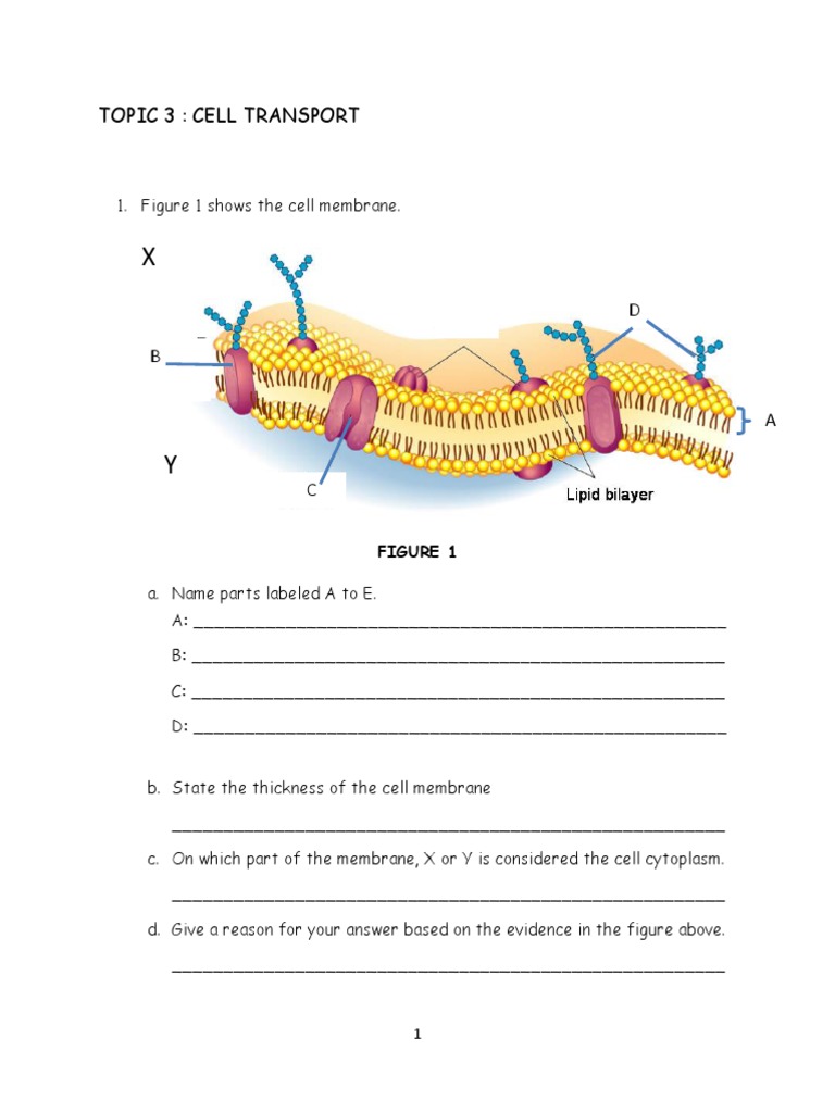 TOPIC 3 - Cell Transport | PDF | Cell Membrane | Biophysics