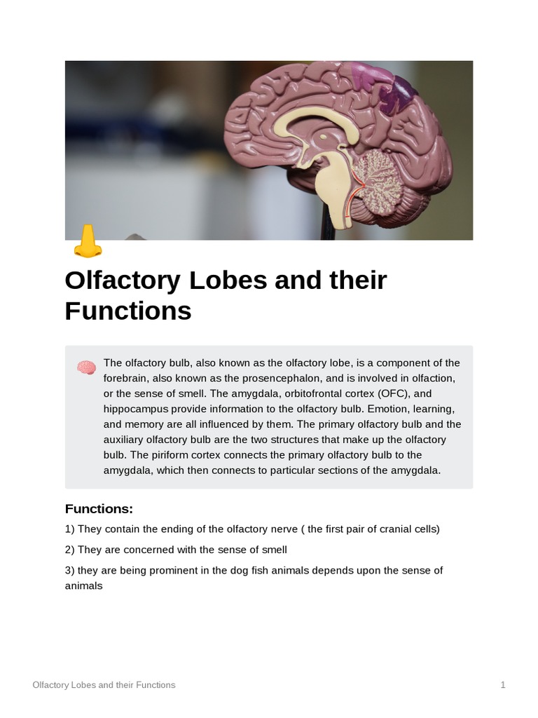 Olfactory Lobes and Their Functions | PDF