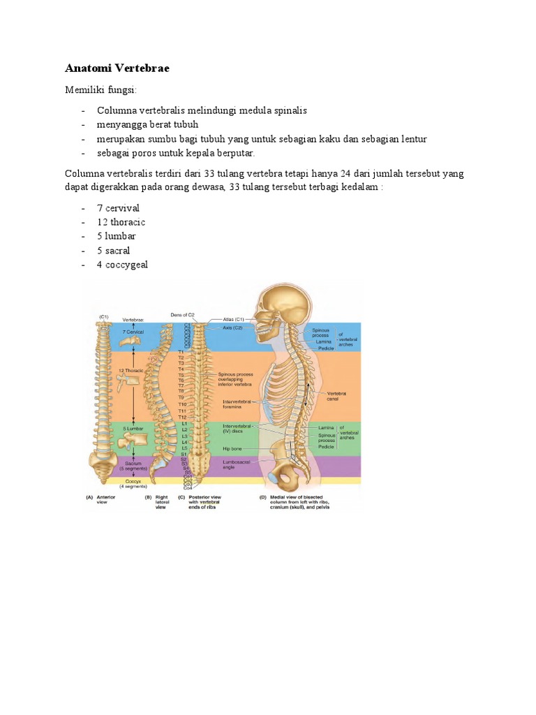 Bahan Li Anatomi Case 2 | PDF