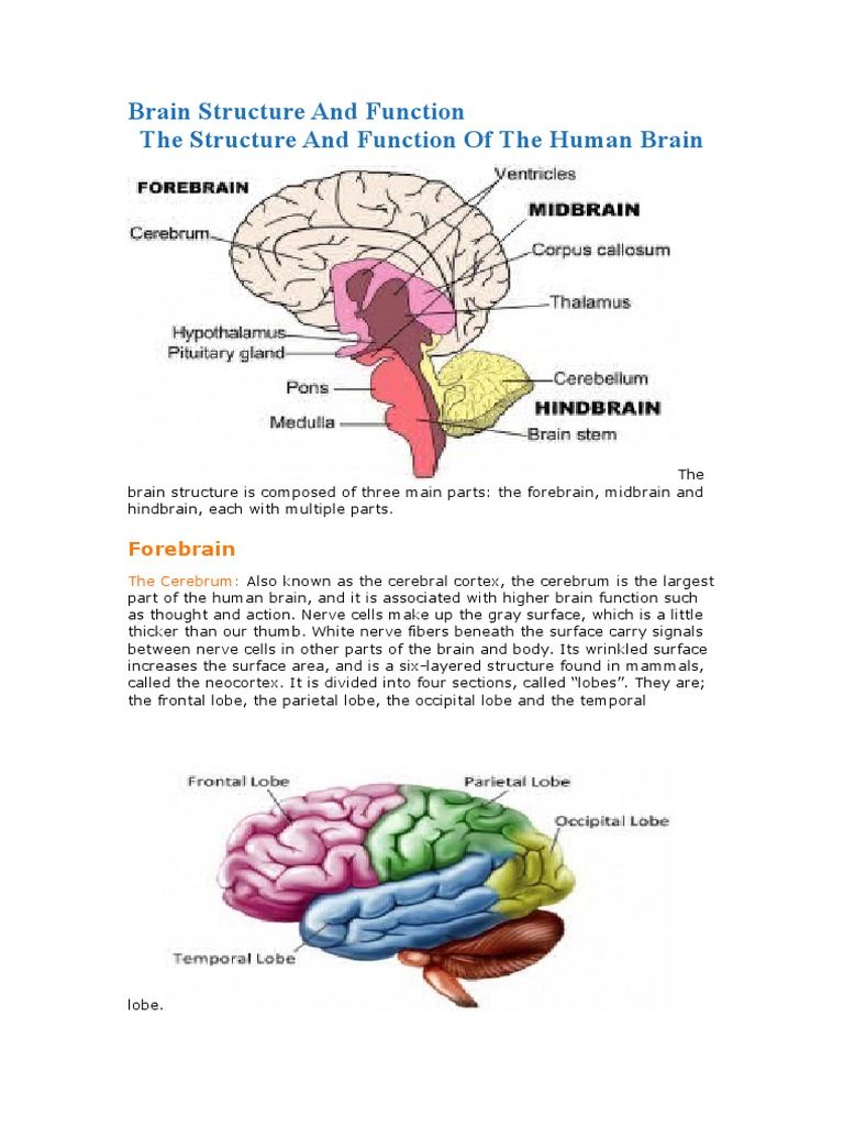 Brain Structure and Function | PDF | Brainstem | Brain