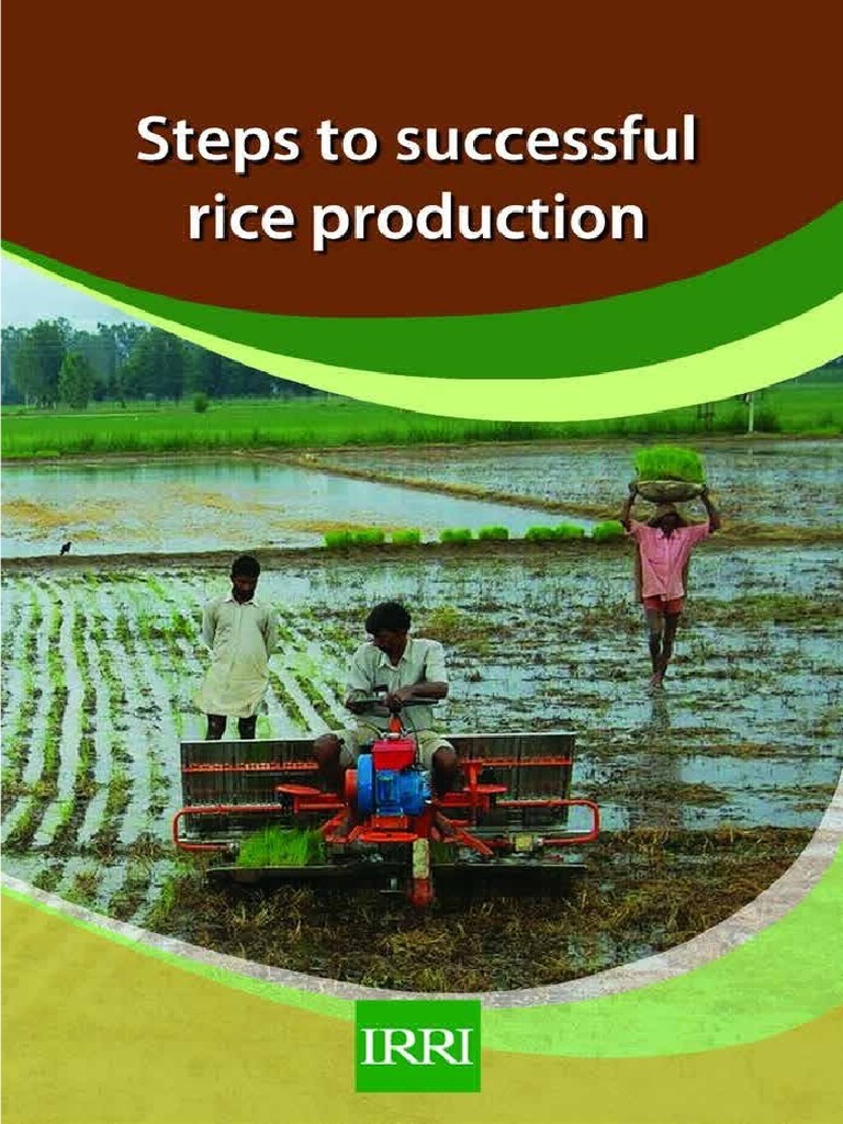 Rice Production Training | PDF | Rice | Fertilizer