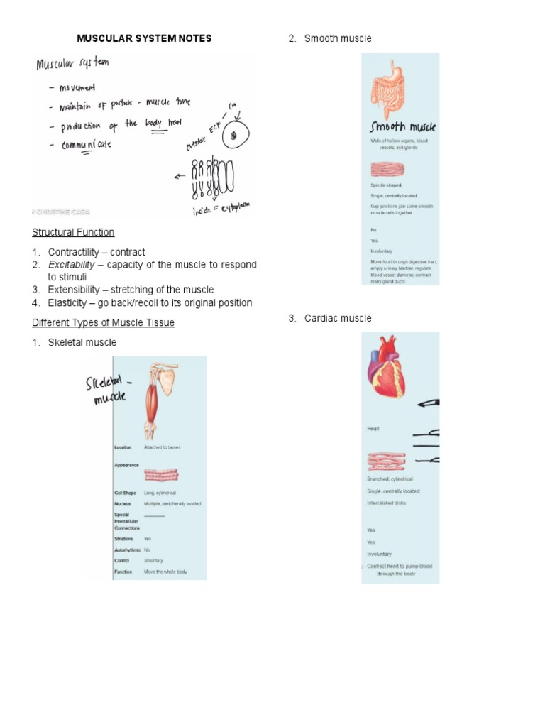 Muscular System Notes | PDF