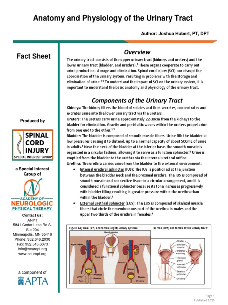 Sci Sig Fact Sheet Urinary Tract Anatomy Physiology | PDF | Urinary ...