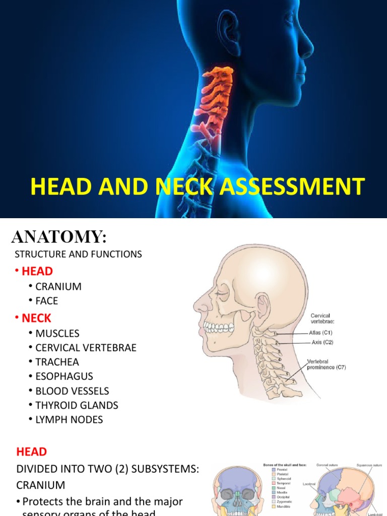 Head and Neck Assessment Guide | PDF | Neck | Skull