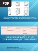 Condrogénesis y Crecimiento Del Cartílago | PDF