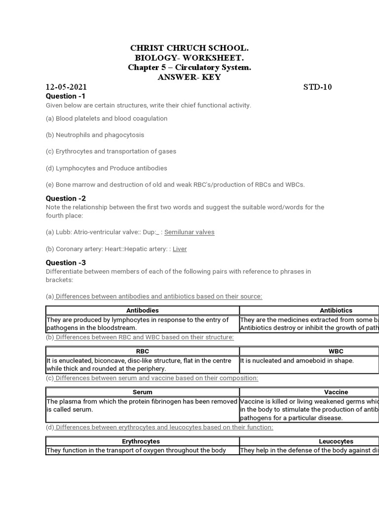 Circulatory System - Answer Key | PDF | Vein | Heart