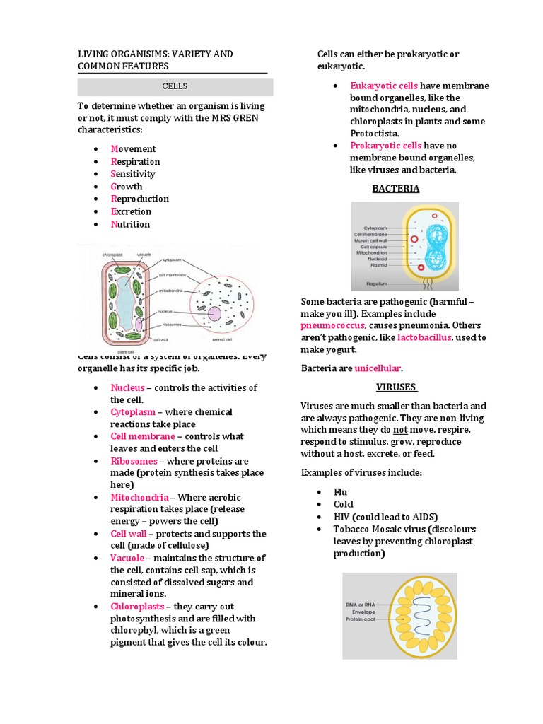 Biology IGCSE Pearson Edexcel Notes | PDF | Leaf | Photosynthesis