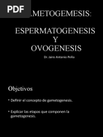 Esquema Proceso Gametogénesis Detallado | PDF | Mitosis | Sistema reproductivo