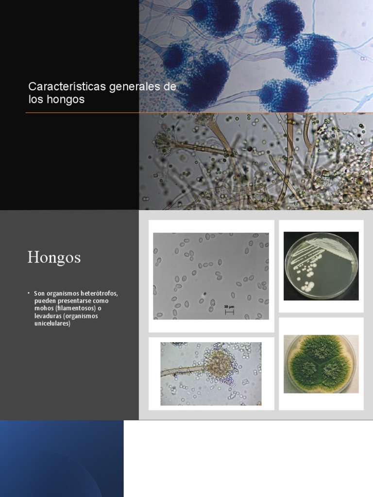 Hongos. Generalidades | PDF
